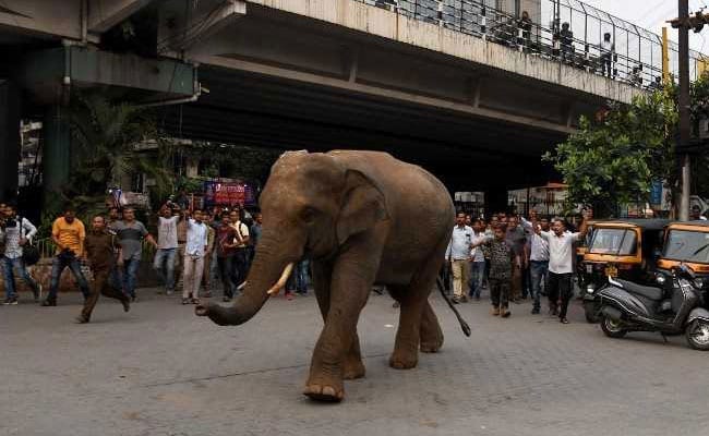 Wild Elephant Walks Down Guwahati GS Road – Perspectives Asiennes Wild Elephant Walks Down Guwahati GS Road – Perspectives Asiennes